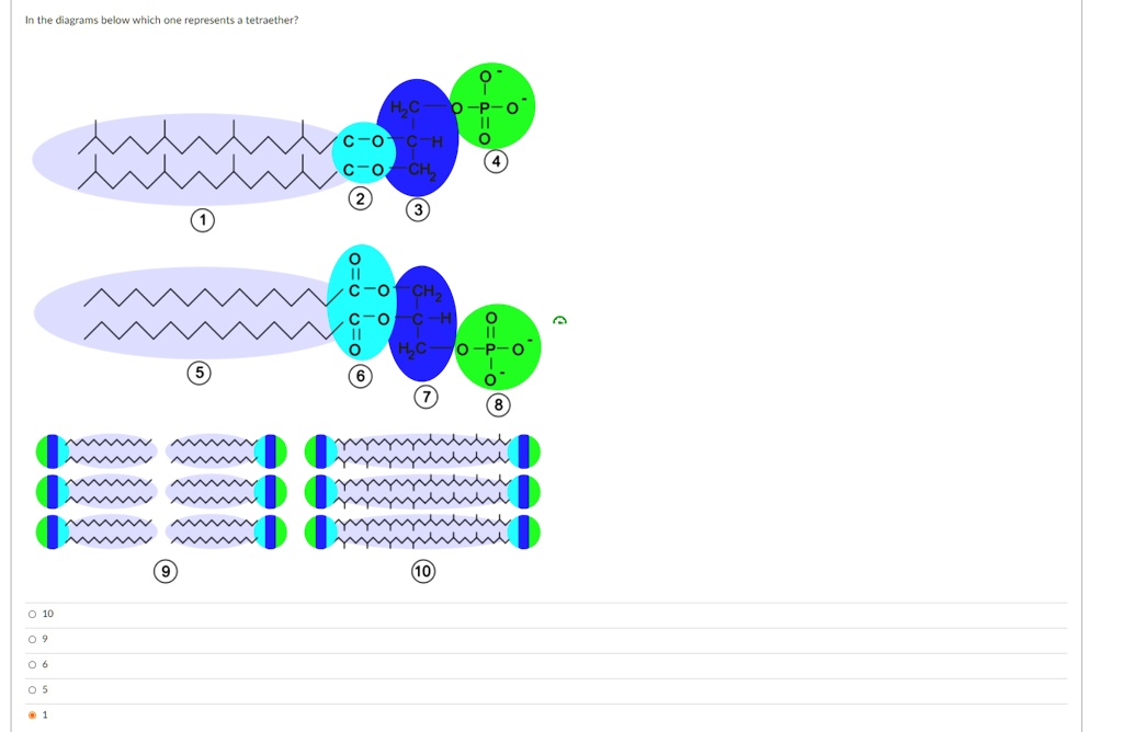 In the diagrams below which one represents a tetraether?