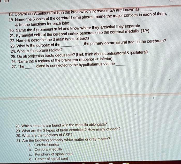 SOLVED: 18. Convolution/contours/folds in the brain, which increase SA ...