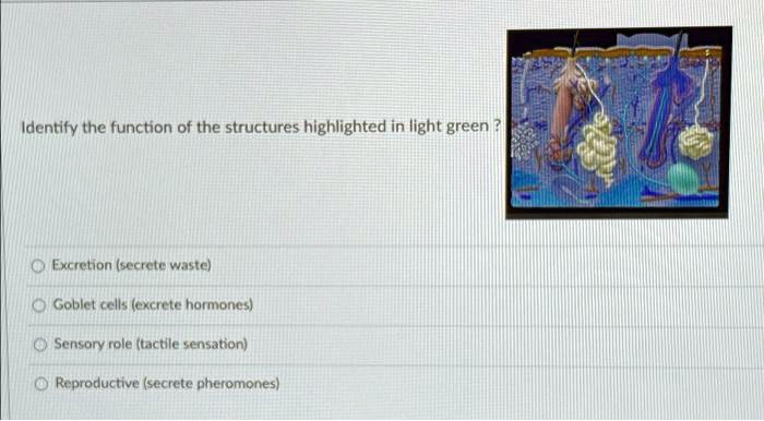 Identify the function of the structures highlighted in light green ...