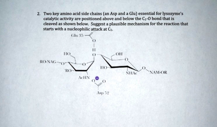 SOLVED: Two key amino acid side chains (an Asp and Glu) essential for ...