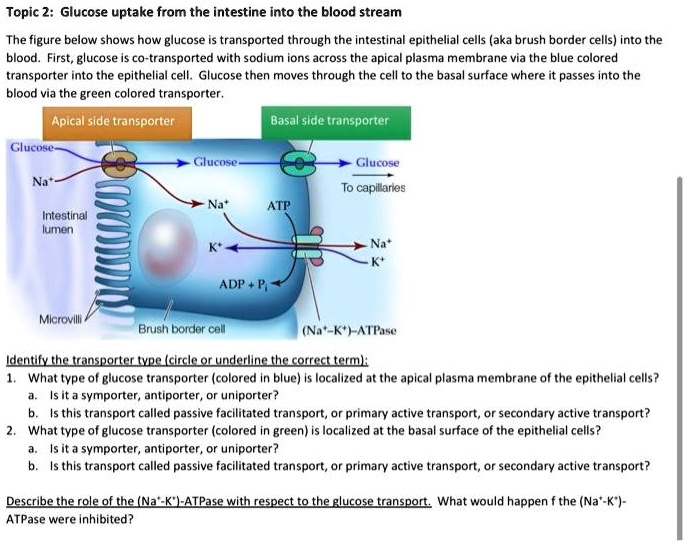 SOLVED: The figure below shows how glucose is transported through the ...
