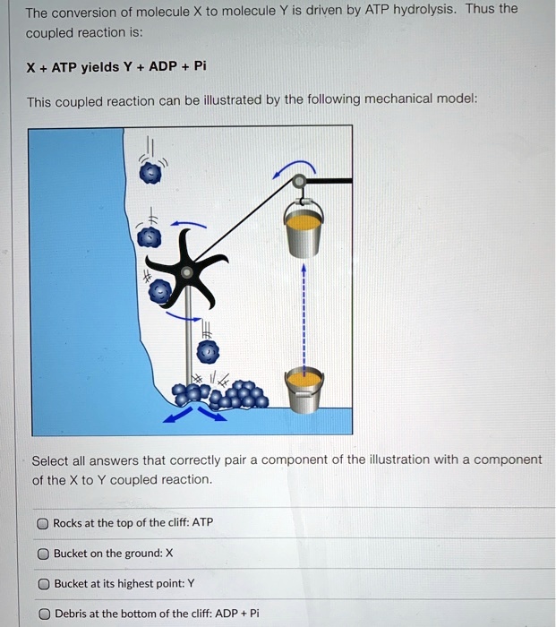 The conversion of molecule X to molecule Y is driven by ATP...