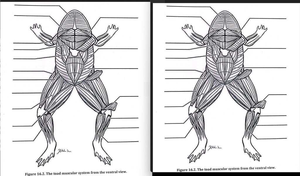 Figure 16.2. The toad muscular system from the ventral view. Figure 16. ...