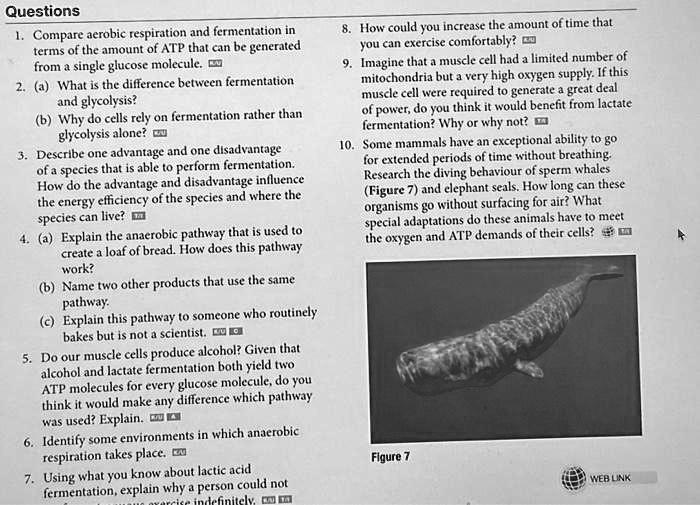 SOLVED: Questions: 1. Compare aerobic respiration and fermentation in ...