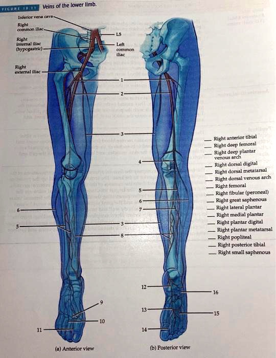 FIGURE 18-11 Veins of the lower limb. Inferior vena cava Right common ...