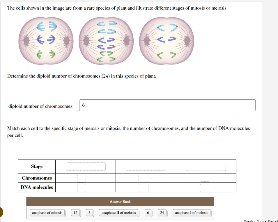the cells shown in the image are from a rare species of plant and illustrate different stages of ...