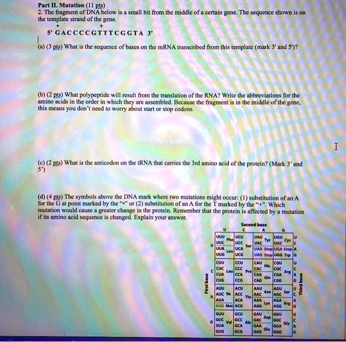 SOLVED:Part II: Mutation ( | pts) 2. The fragment of DNA bclow is small ...