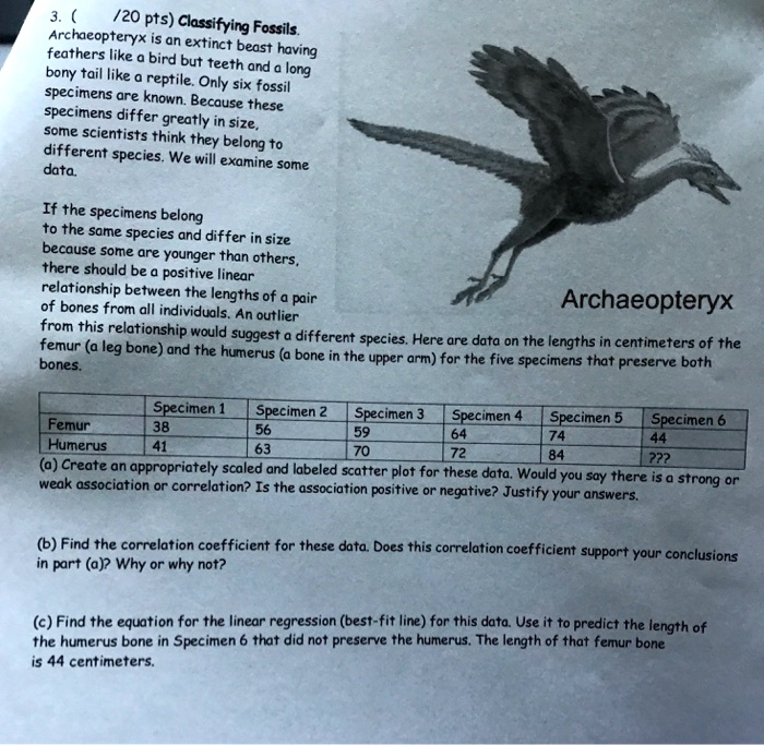 SOLVED: /20 pts)- classifying Archaeopteryx Fossils. IS an extinct ...