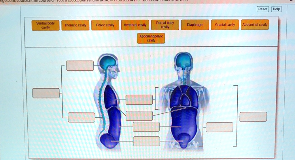 SOLVED: Reset Help Ventral body cavity Thoracic cavity Pelvic cavity ...