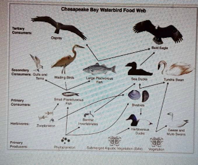 Chesapeake Bay Waterbird Food...
