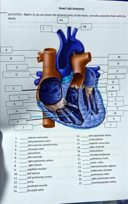 Heart Lab Anatomy ACTIVITIES-Part 1: (2 pts ea) Given the lettered ...