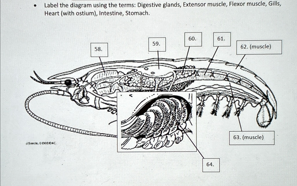 Label the diagram using the terms: Digestive glands, Extensor muscle ...