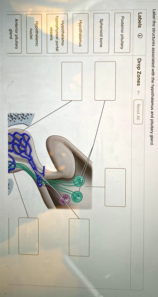 SOLVED: Label the structures associated with the hypothalamus and ...