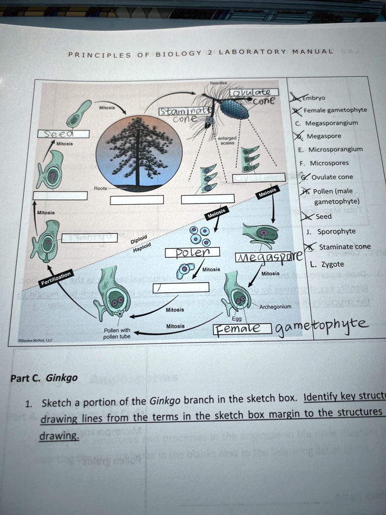 SOLVED: Identify the structure and processes in the pine life cycle diagram below by inserting ...