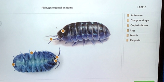 SOLVED: Pillbug's external anatomy LABELS Antennae Compound cye ...