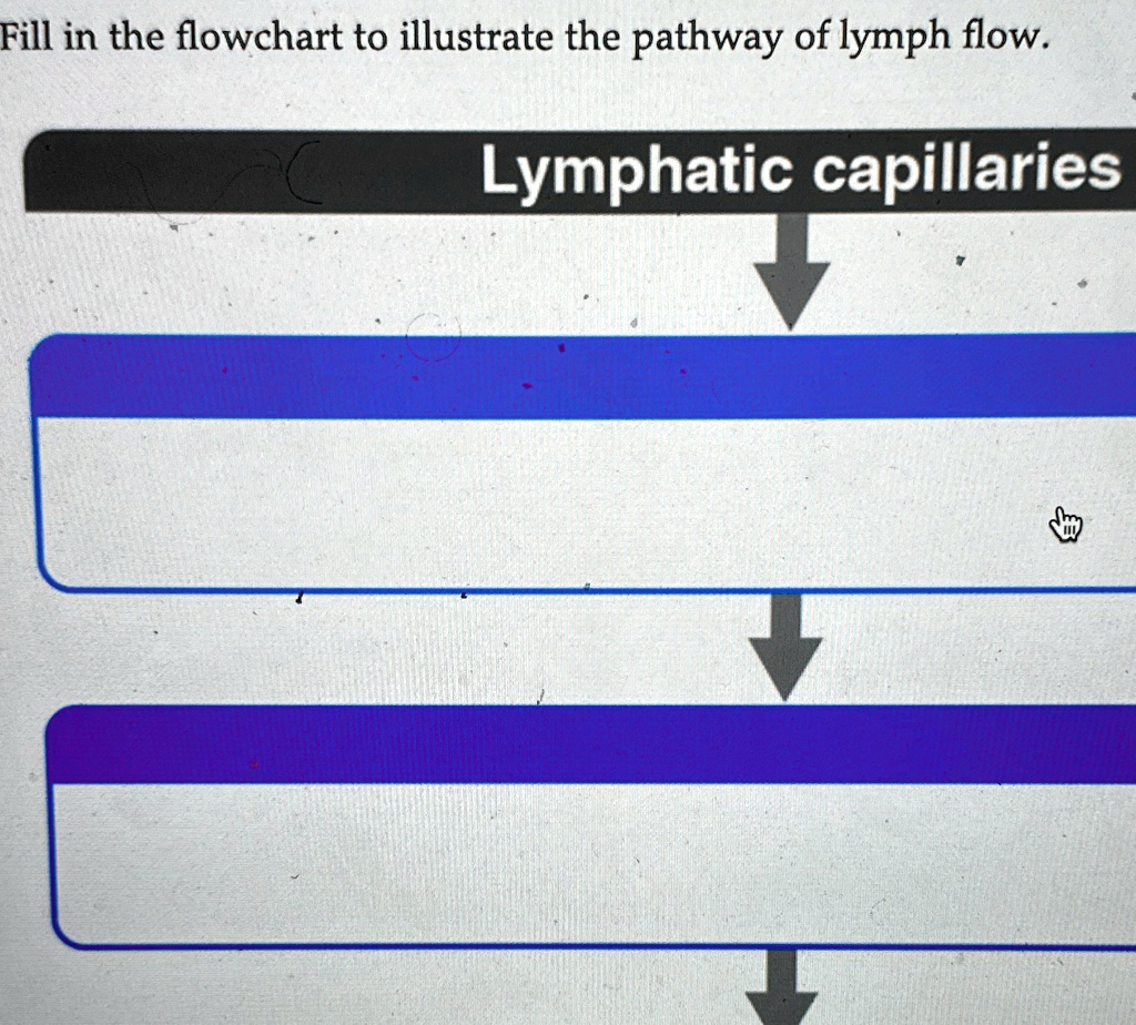 Fill in the flowchart to illustrate the pathway of lymph flow ...