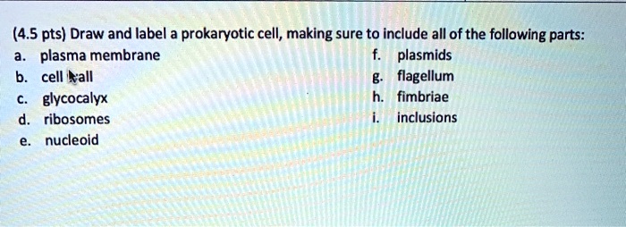 45 pts draw and label a prokaryotic cell making sure to include all of ...