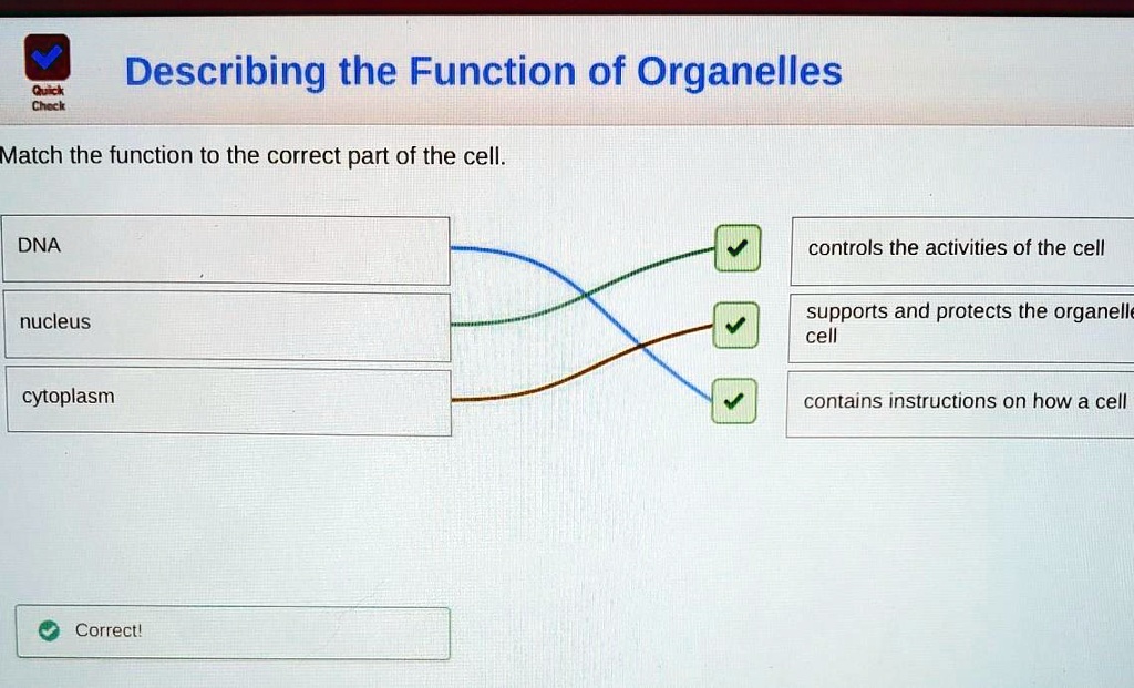 Quick Check Describing the Function of Organelles Match the function to the correct part of the ...
