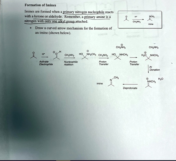 Formation of Imines Imines are formed when a primary nitrogen ...