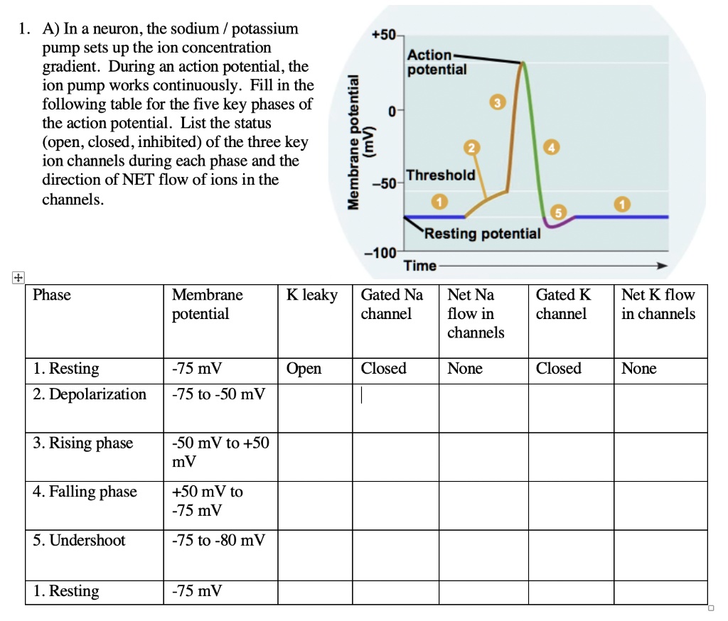 SOLVED: A) In a neuron, the sodium potassium pump sets up the ion concentration gradient: During ...