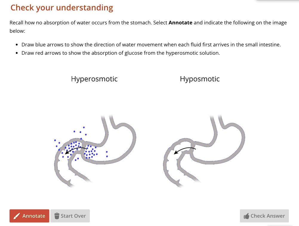 Solved Check Your Understanding Recall How No Absorption Of Water Occurs From The Stomach