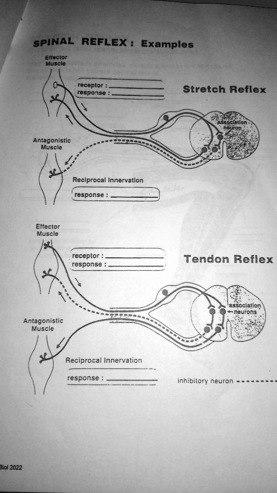 elfector muscle receptor response stretch reflex antagonistic muscle ...