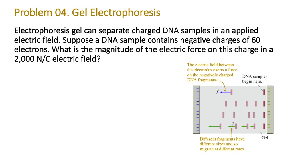 SOLVED: Problem 04. Gel Electrophoresis Electrophoresis gel can ...