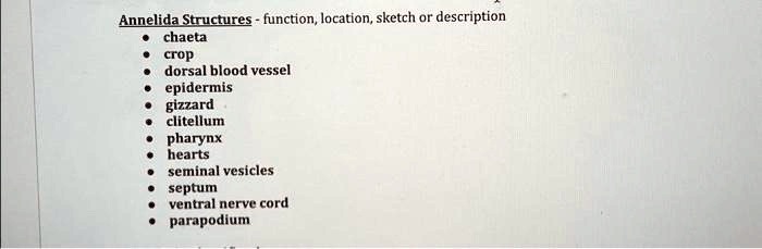 SOLVED: Annelida Structures - function, location, sketch or description ...