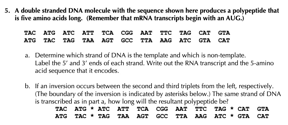 Solved A Double Stranded Dna Molecule With The Sequence Shown Here Produces A Polypeptide That