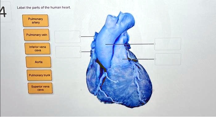 [GET ANSWER] 4 Label the parts of the human heart. Pulmonary artery Pulmonary vein Inferior vena ...