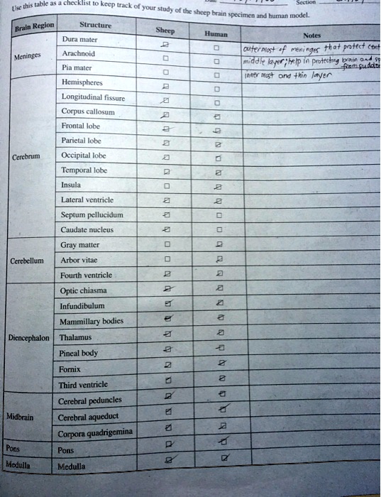 SOLVED: Brain Region Structure Dura mater Meninges Arachnoid Pia mater ...