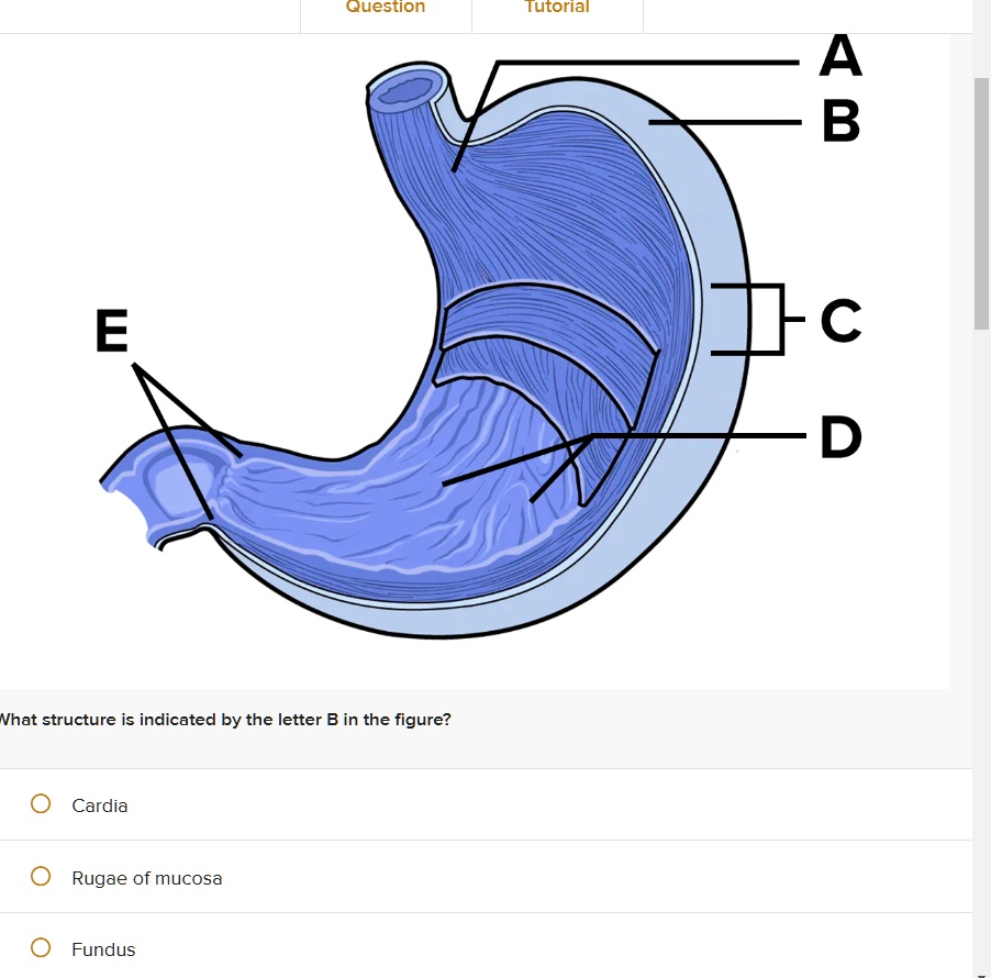 question tutorial a b c d e what structure is indicated by the letter b ...