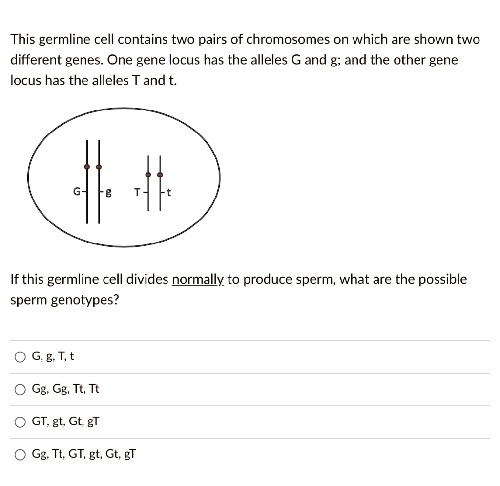 SOLVED: This germline cell contains two pairs of chromosomes on which ...