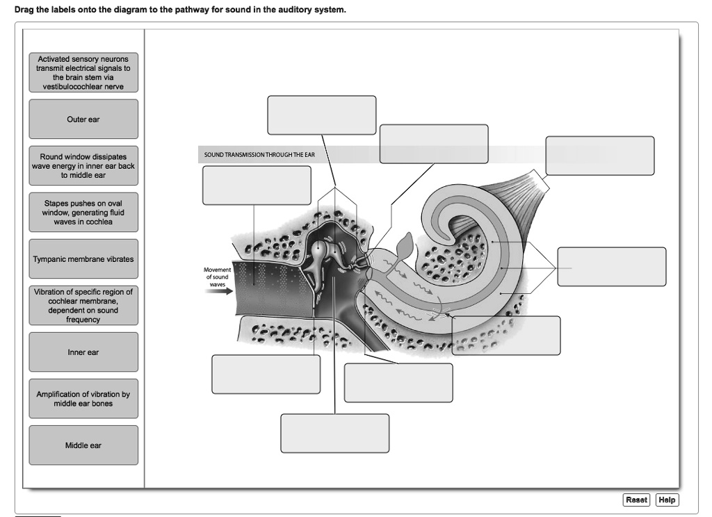 Drag the labels onto the diagram to the pathway for sound in the ...