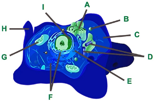 SOLVED: 'Consider this animal cell. Which organelle is labeled A? A ...
