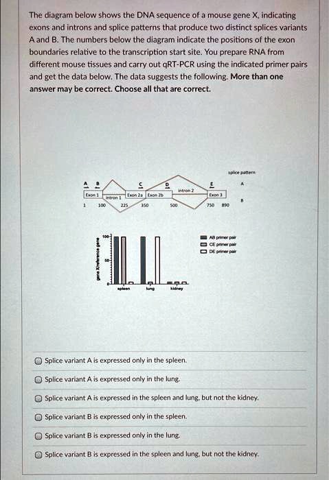 SOLVED: The diagram below shows the DNA sequence of a mouse gene X ...