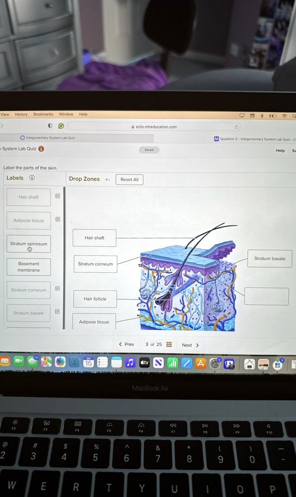 integumentary system lab quiz system lab quiz label the parts of the ...