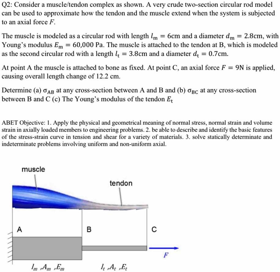 q2 consider a muscletendon complex as shown a very crude two section ...
