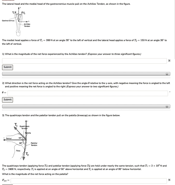 the lateral head and the medial head of the gastrocnemius muscle pull on the achilles tendon as ...