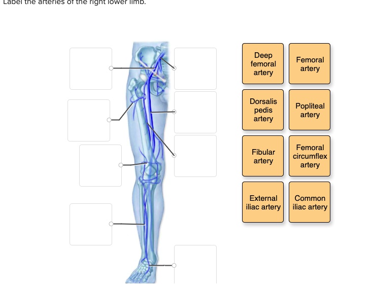 SOLVED: Series of arteries in the lower limb. Deep femoral artery ...