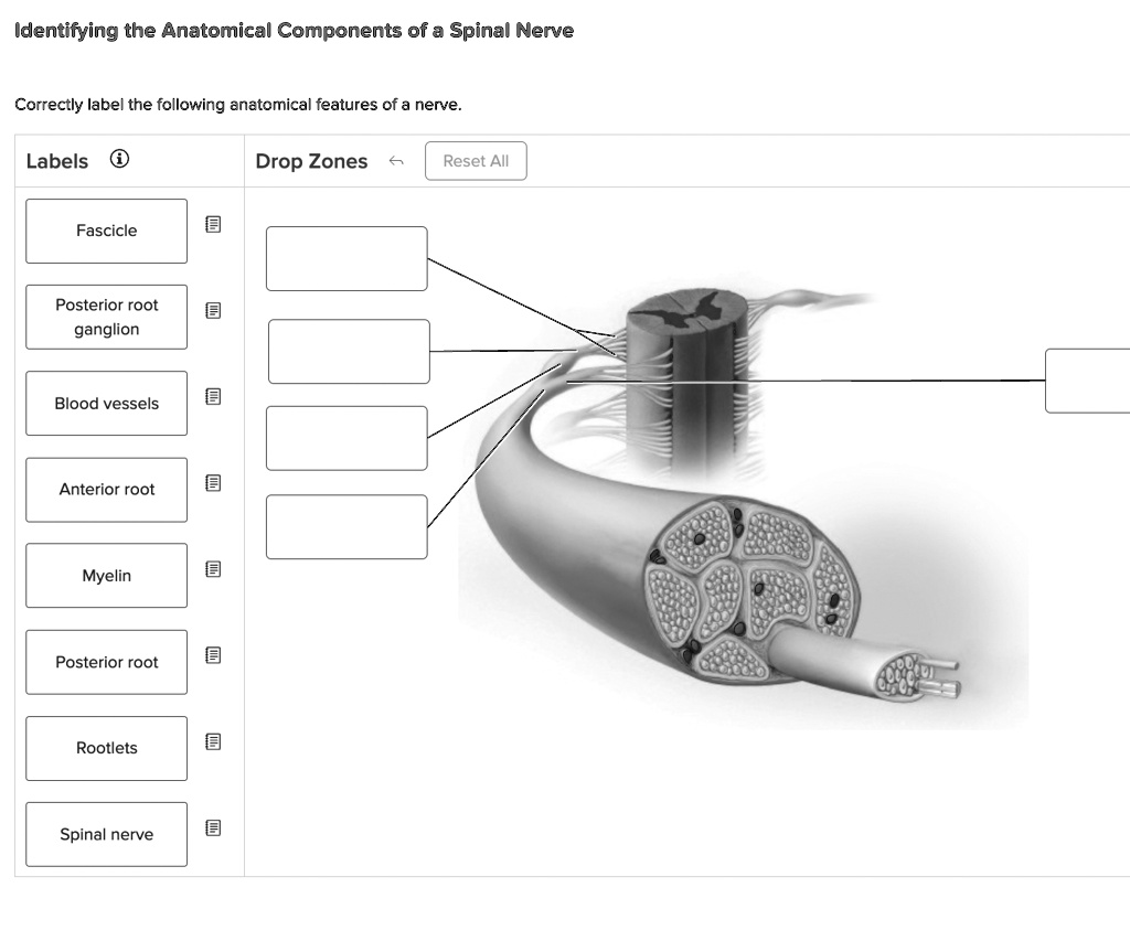 Identifying the Anatomical Components of a Spinal Nerve Correctly label the following anatomical ...