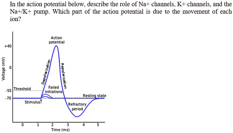 in the action potential below describe the role of nat channels k ...