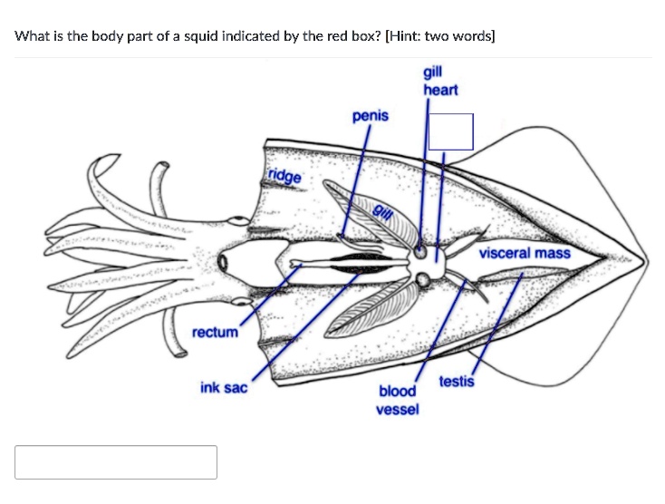 SOLVED:What is the body part of a squid indicated by the red box? [Hint ...