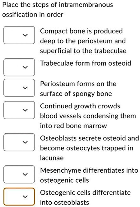 Intramembranous Ossification Steps