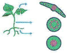 this diagram illustrates the three types of plant tissue attached which ...