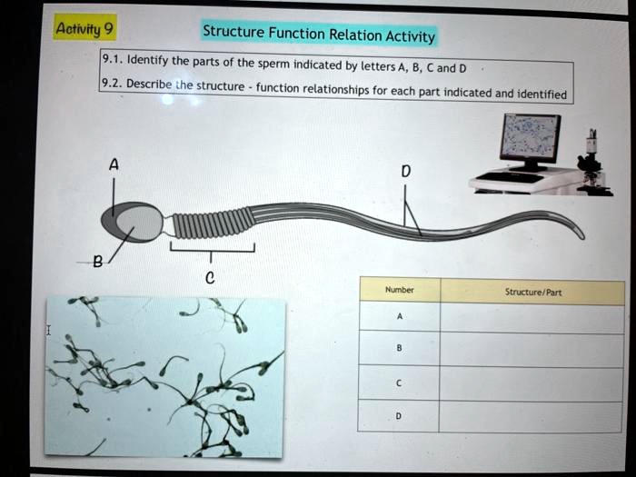 SOLVED: Activity 9 Structure Function Relation Activity (9.1. Identify ...