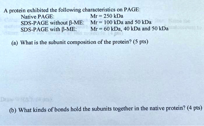 A protein exhibited the following characteristics on PAGE: Native PAGE ...