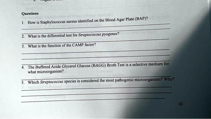 Questions 1. How is Staphylococcus aureus identified on the Blood Agar ...