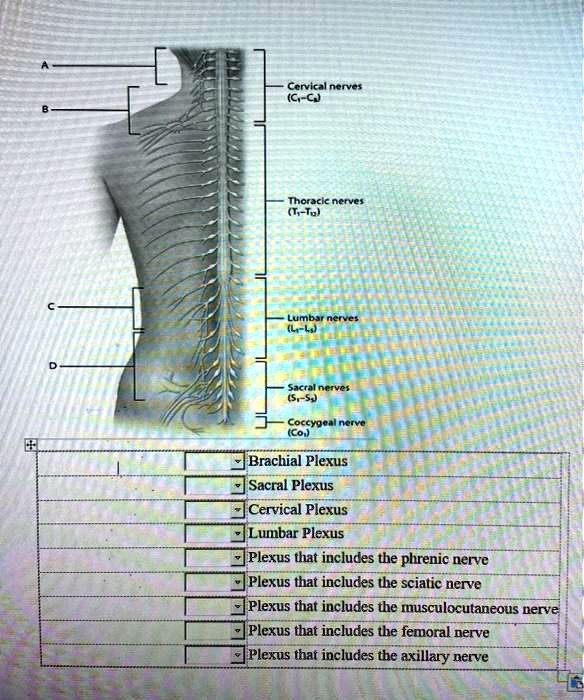 SOLVED: Cervical nerves (C1-C8) Thoracic nerves (T1-T12) Lumbar nerves ...