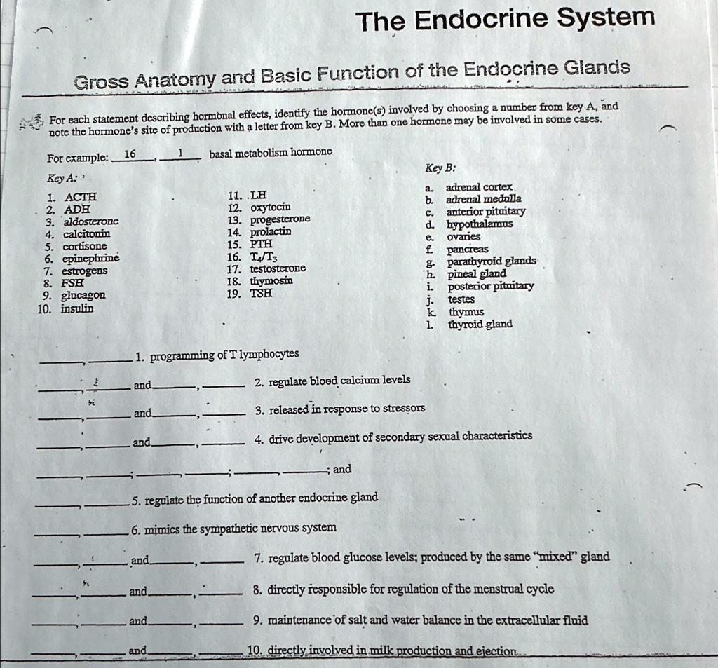 SOLVED: The Endocrine System Gross Anatomy and Basic Function of the ...